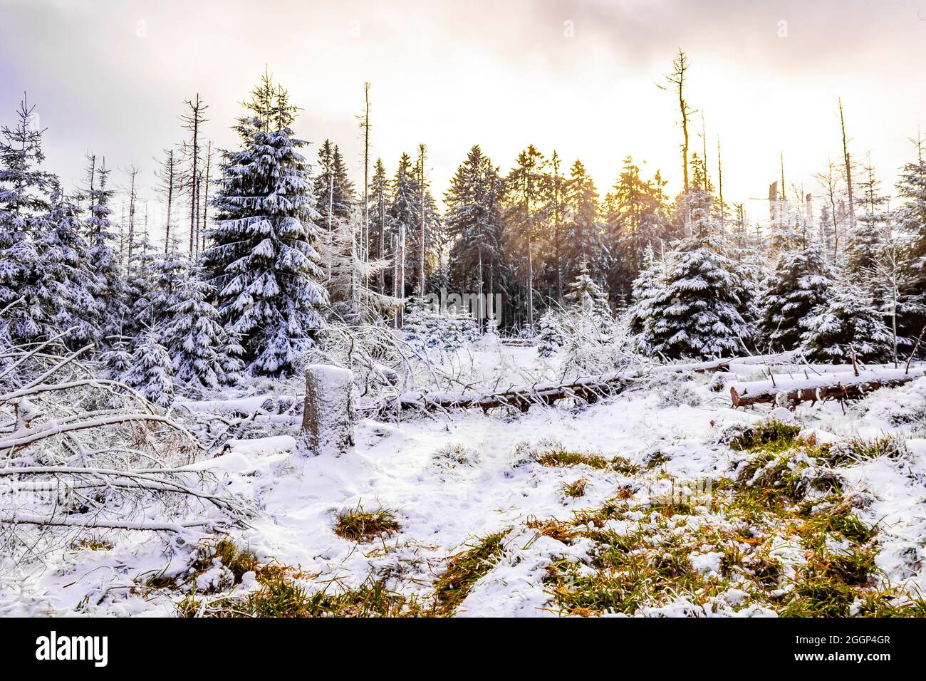 Sunshine between dead fir spruce trees and landscape at the dying ...