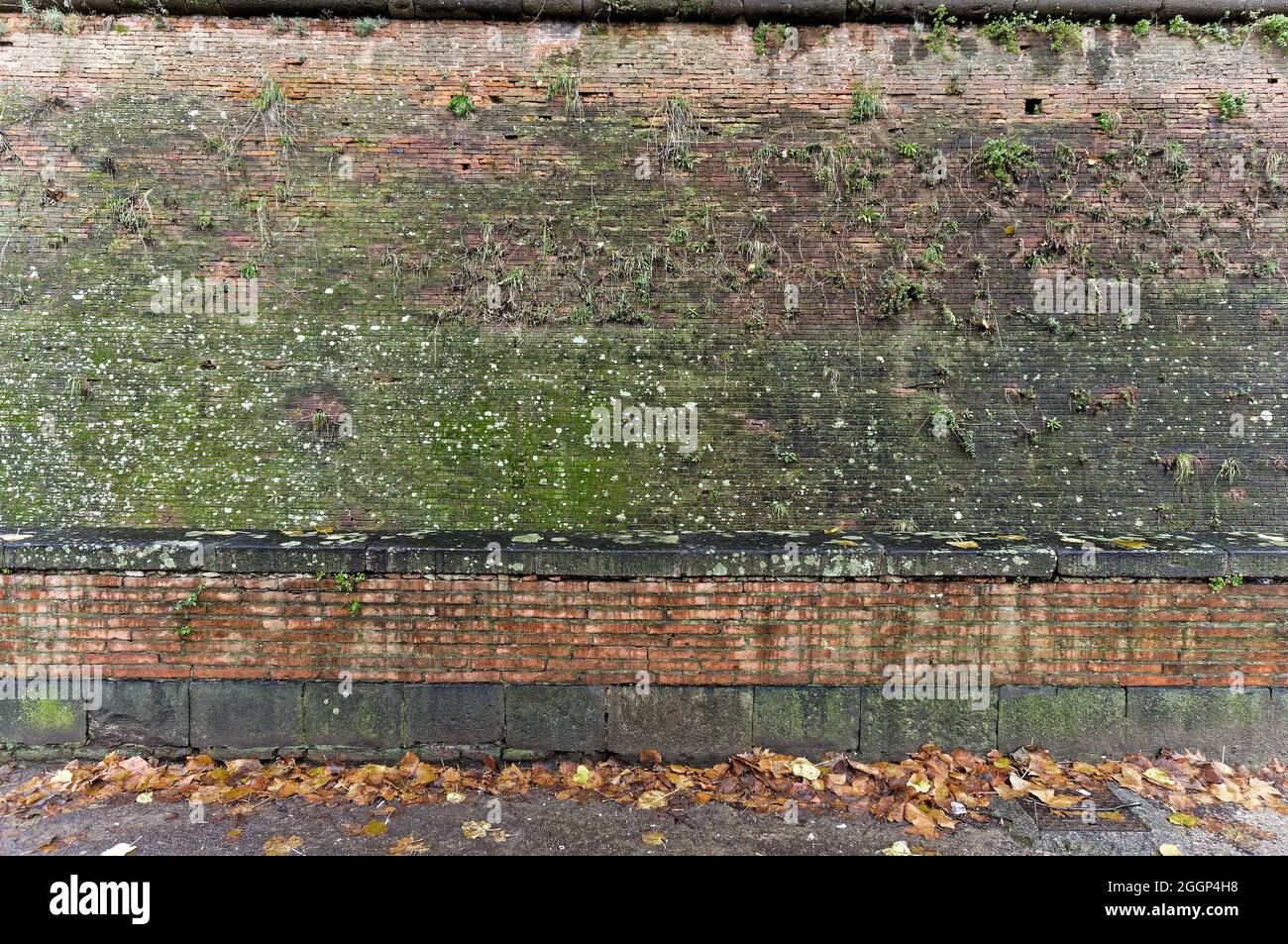 Close up of a dirty grunge old rusty mossy wall in the street Stock ...