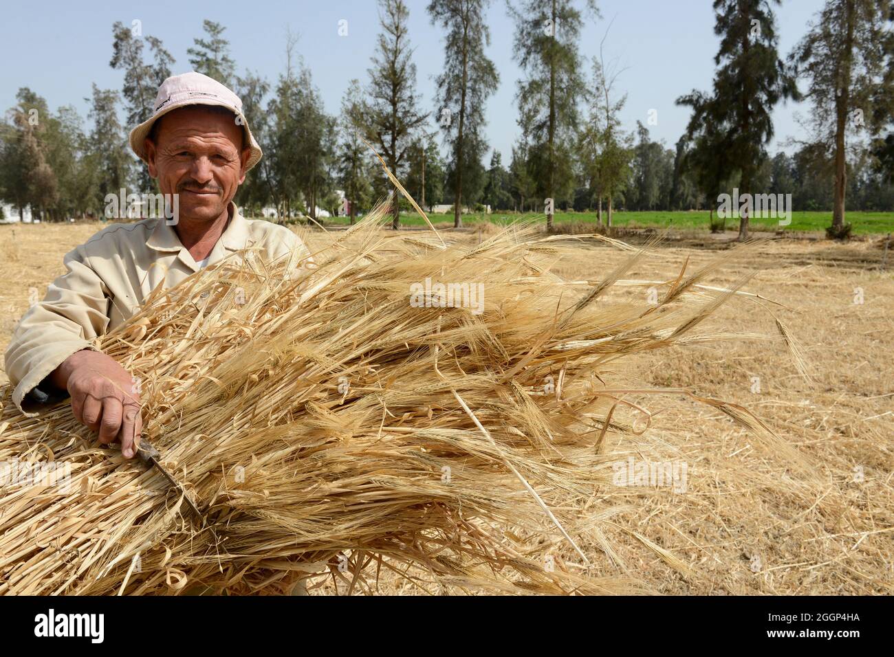 EGYPT, Bilbeis, Sekem organic farm, desert farming, manual harvest of ...