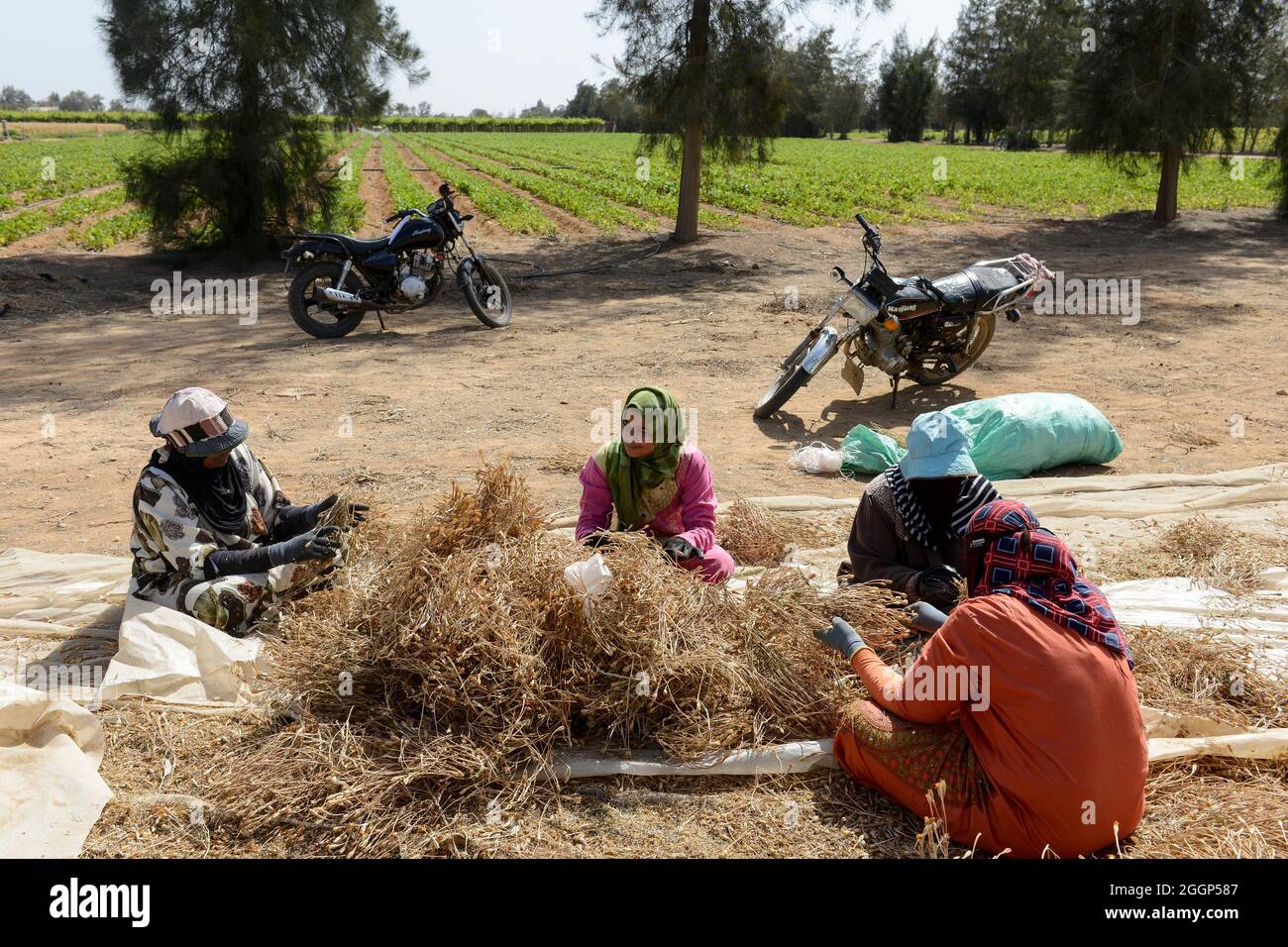 EGYPT, Bilbeis, Sekem organic farm, desert farming, women harvest and ...