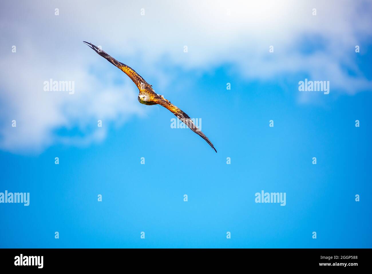 View of red kite in flight Stock Photo - Alamy