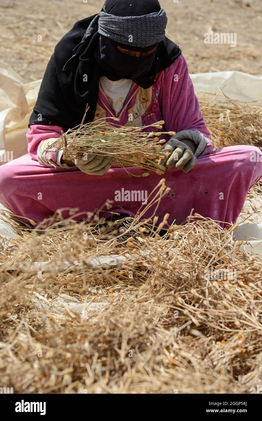 EGYPT, Bilbeis, Sekem organic farm, desert farming, women harvest and ...
