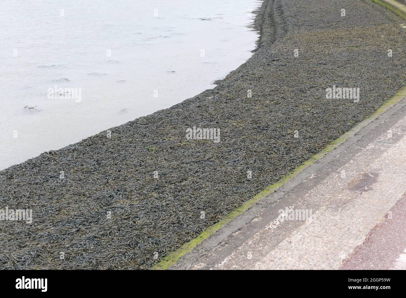 Dull sea hi-res stock photography and images - Alamy