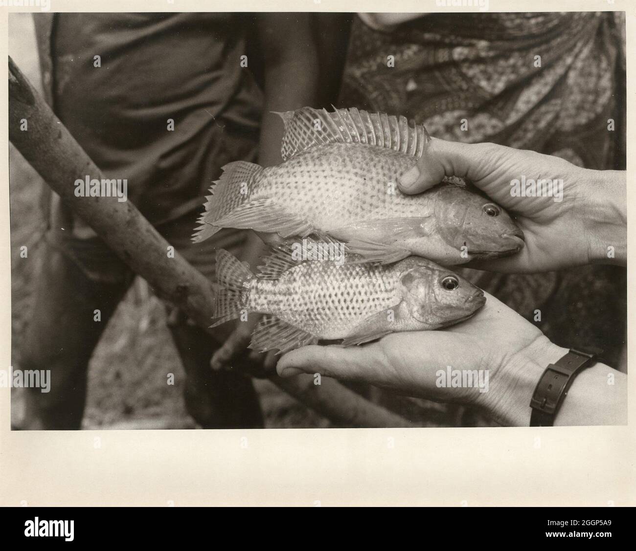 A person holding two fish Stock Photo - Alamy
