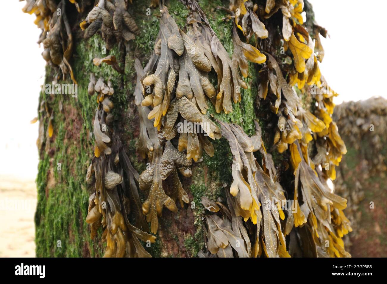 Spiral wrack hi-res stock photography and images - Alamy