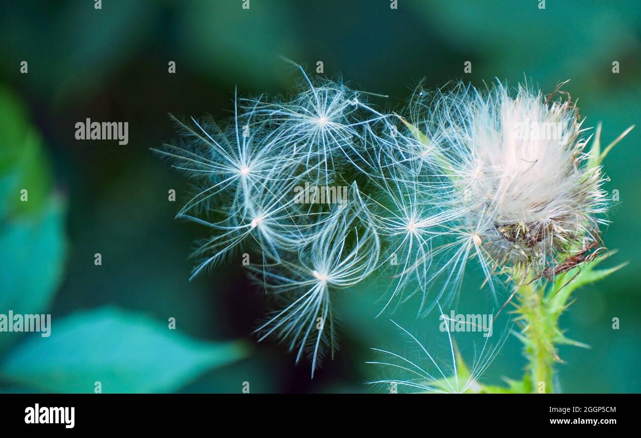 Close-up of the white seed fluffs on a bull thistle plant that is ready ...