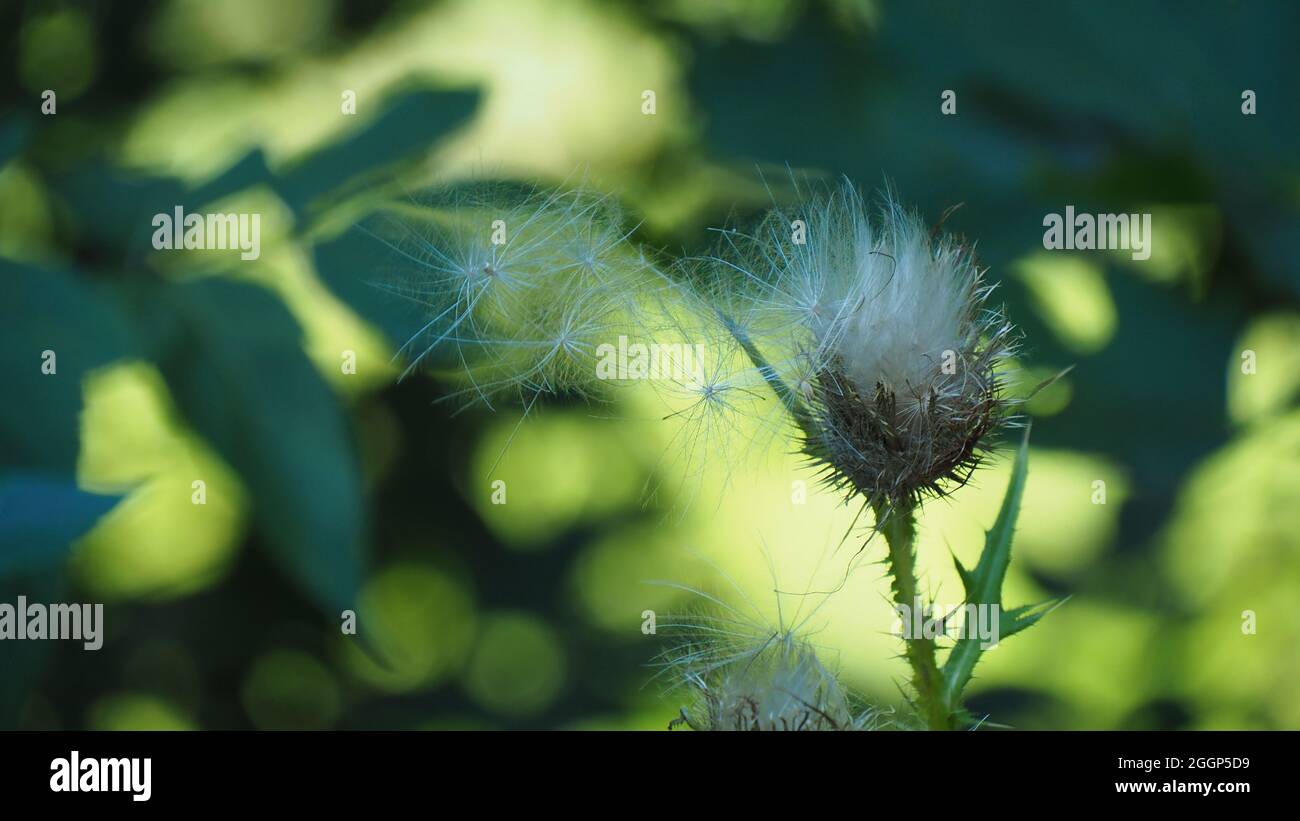 Seeding vegetation hi-res stock photography and images - Alamy