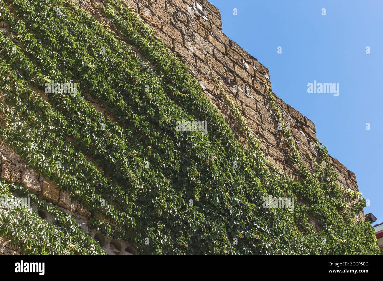 Vegetation and green natural ivy plants and vines on the wall of the ...
