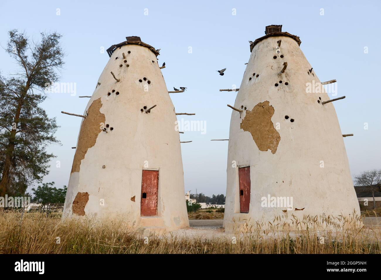 EGYPT, Bilbeis, Sekem organic farm, desert farming, traditional pigeon ...
