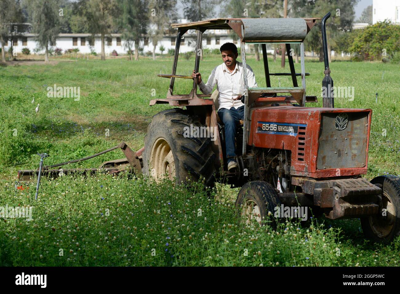 EGYPT, Bilbeis, Sekem organic farm, desert farming, clover harvest ...