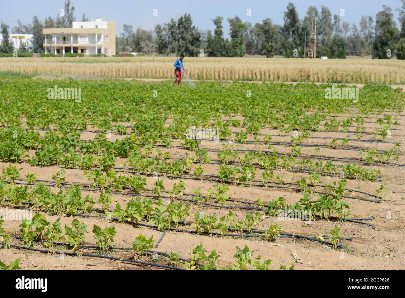 EGYPT, Bilbeis, Sekem organic farm, desert farming, bean field, drip ...