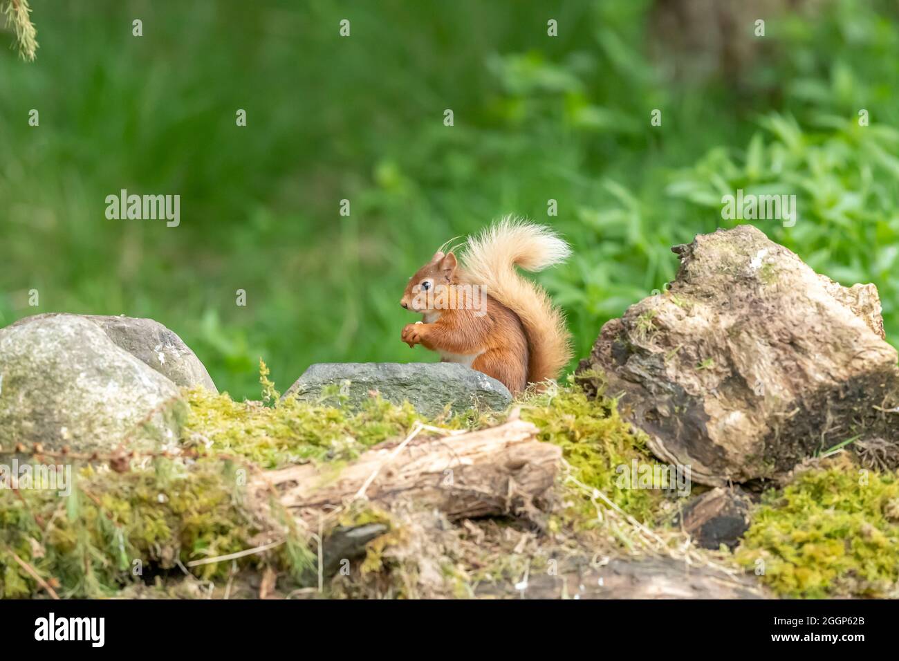 Close up beautiful red squirrel hi-res stock photography and images - Alamy