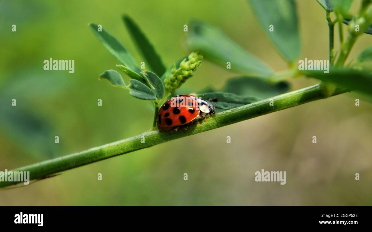 Ladybug plant animal wildlife hi-res stock photography and images - Alamy