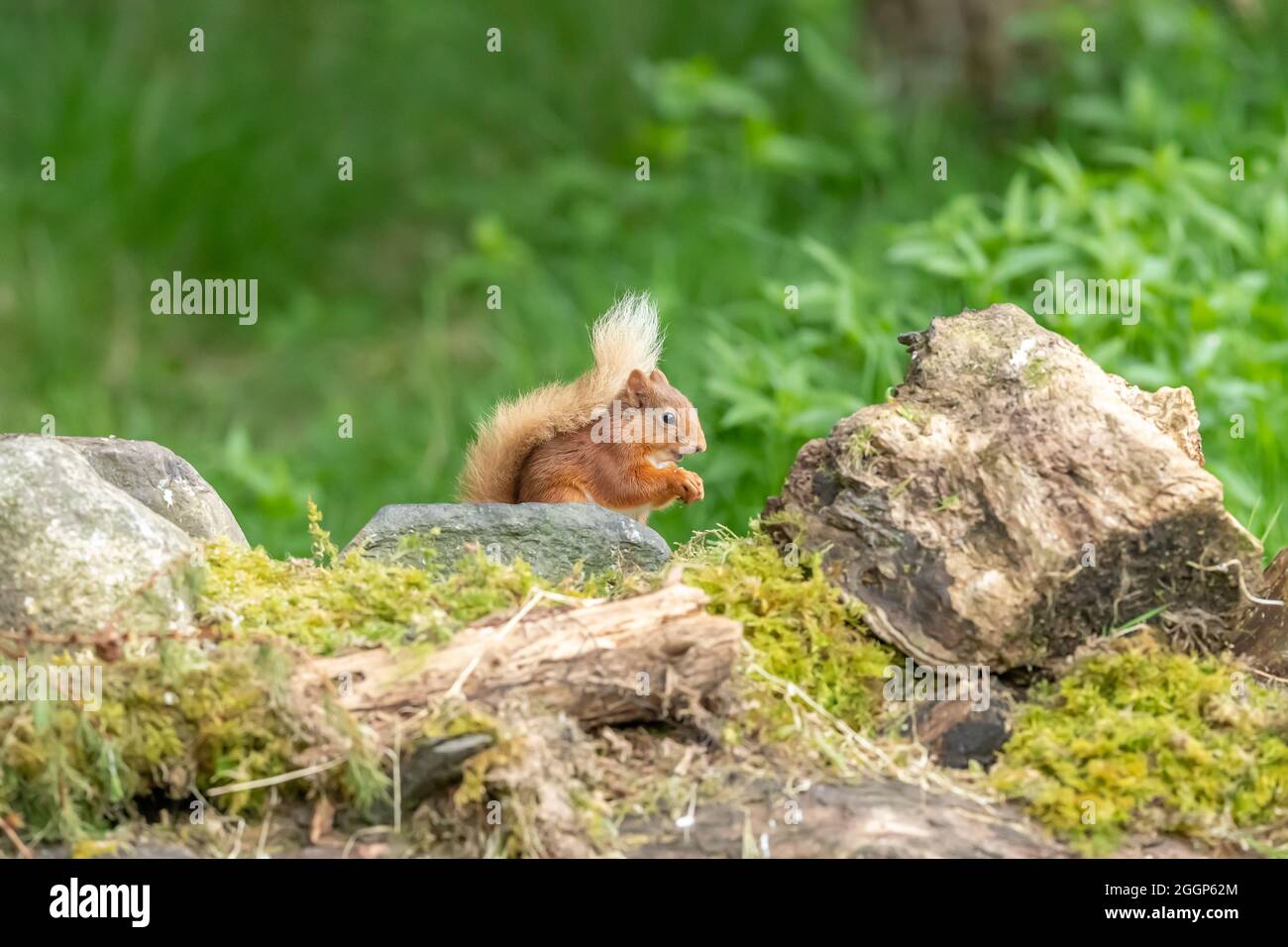 Beautiful eurasian red squirrel hi-res stock photography and images - Alamy