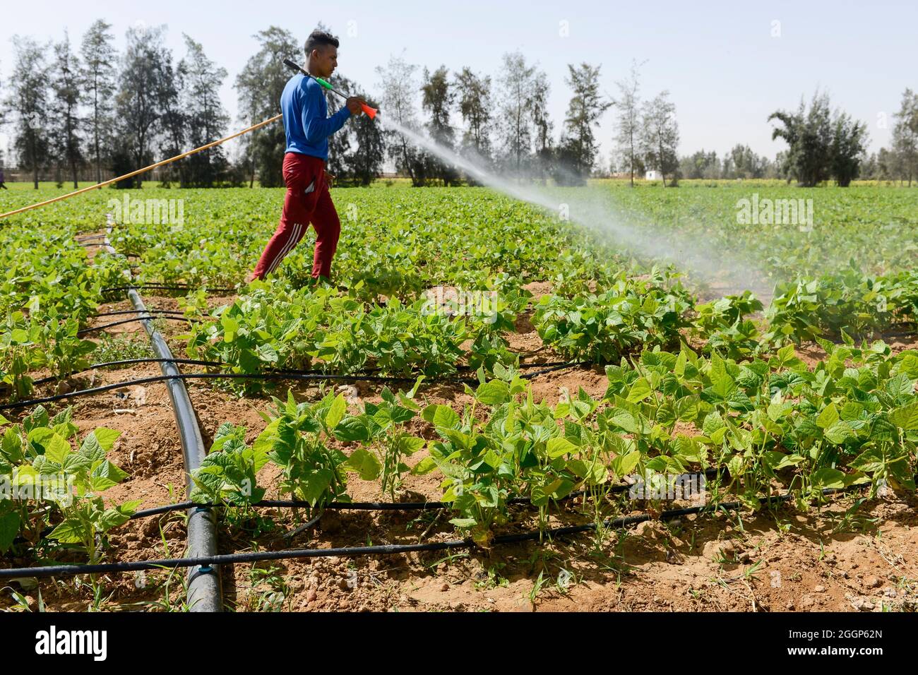 EGYPT, Bilbeis, Sekem organic farm, desert farming, bean field, drip ...