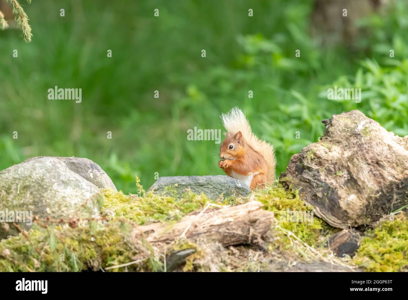 Eurasian red squirrel (Sciurus vulgaris) in Scotland Stock Photo - Alamy