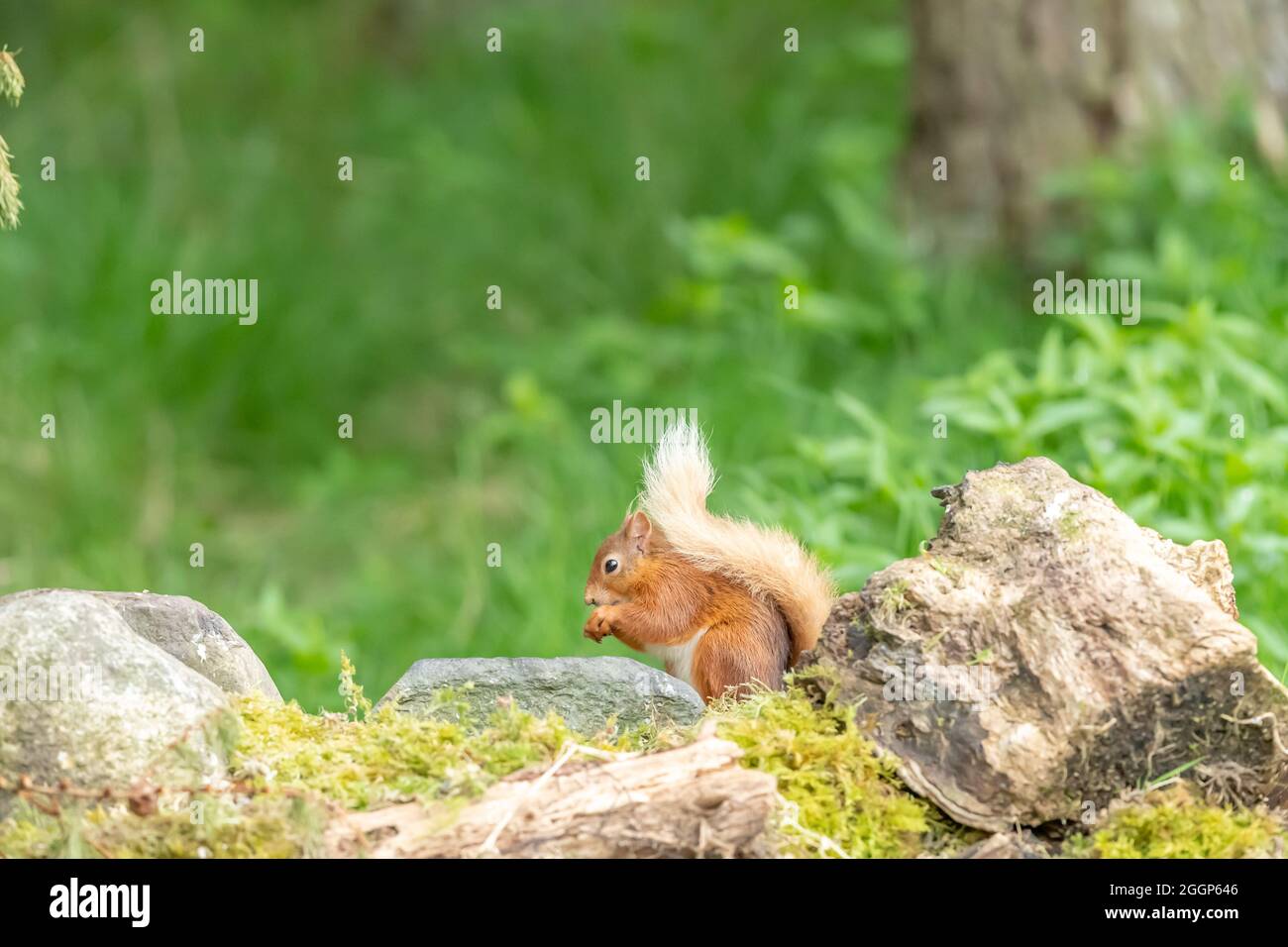 Eurasian red squirrel (Sciurus vulgaris) in Scotland Stock Photo - Alamy