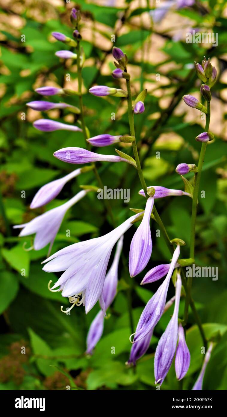 Close-up of the purple flowers on a plantain lily growing in a flower ...