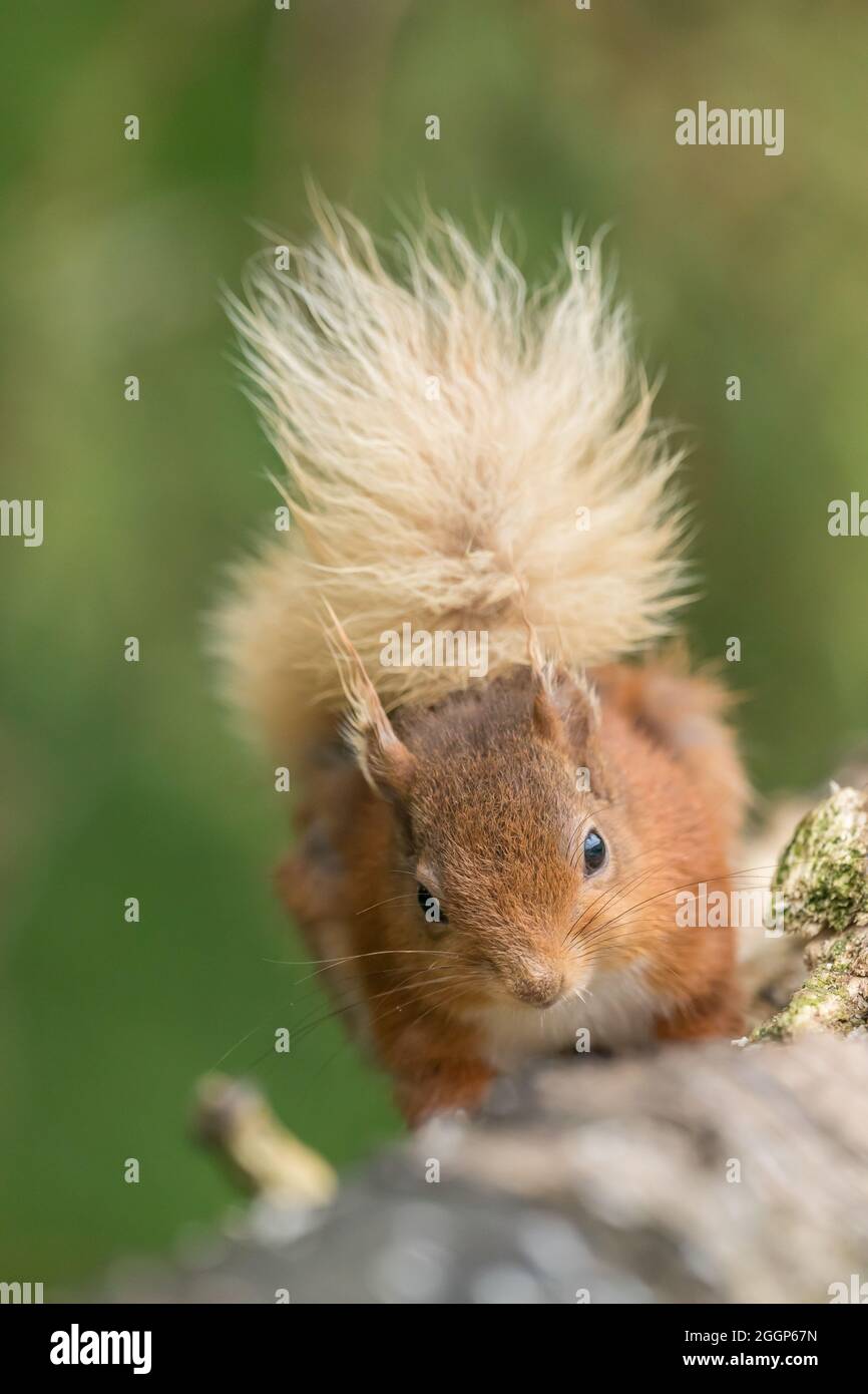 Eurasian red squirrel (Sciurus vulgaris) in Scotland Stock Photo - Alamy