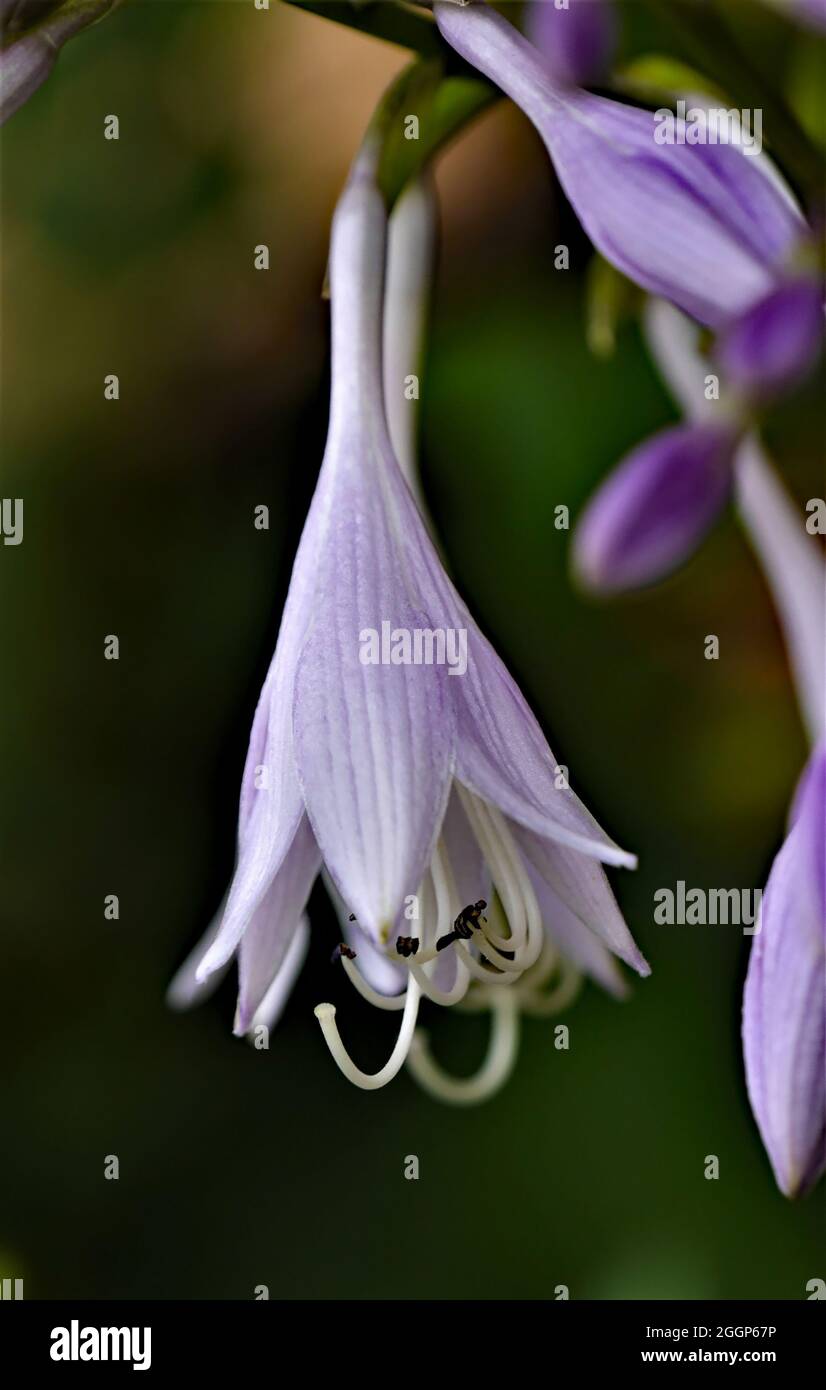 Close-up of the purple flowers on a plantain lily growing in a flower ...