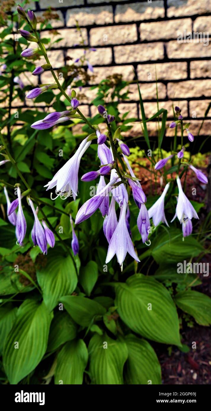 Close-up of the purple flowers on a plantain lily growing in a flower ...