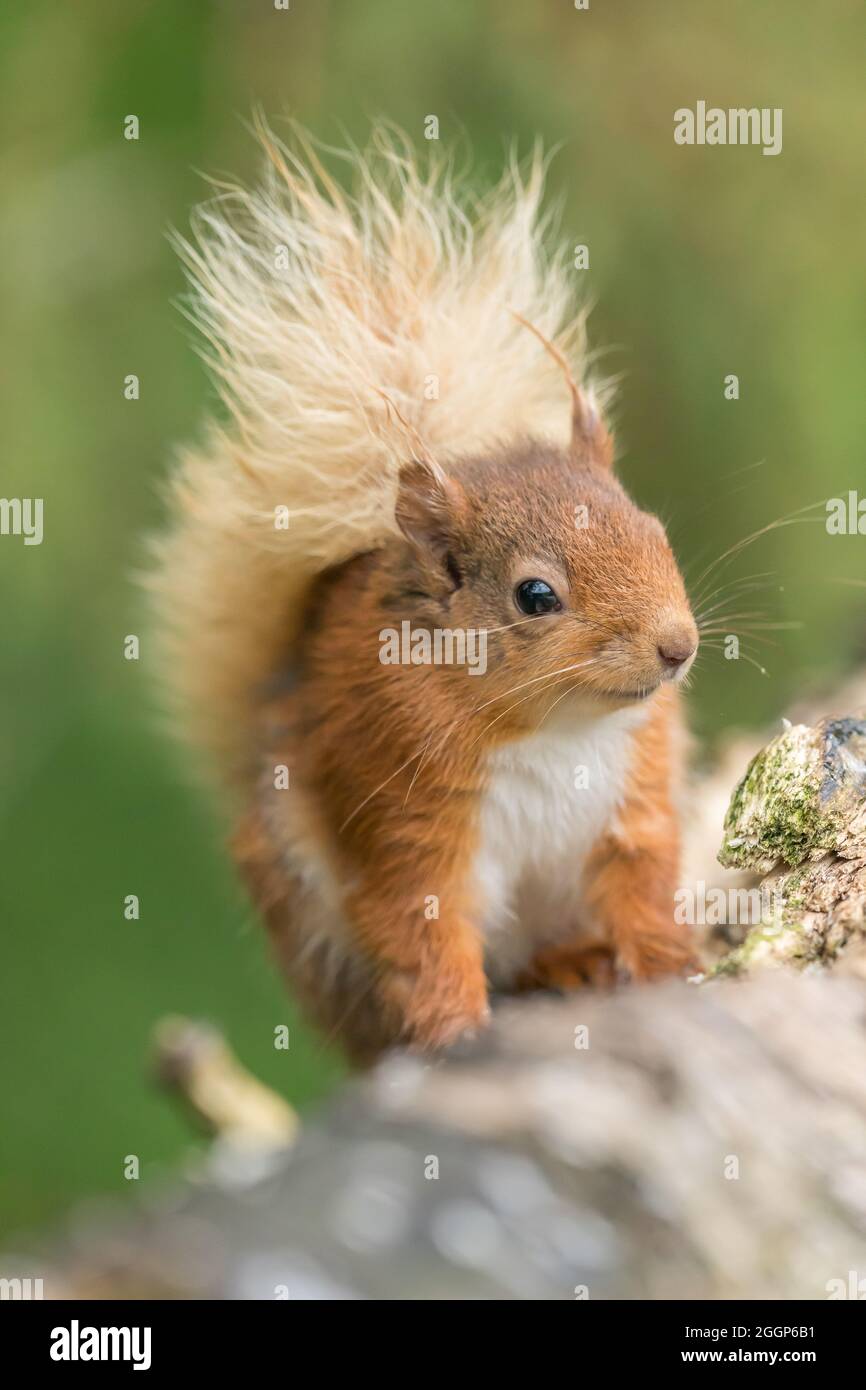 Beautiful eurasian red squirrel hi-res stock photography and images - Alamy