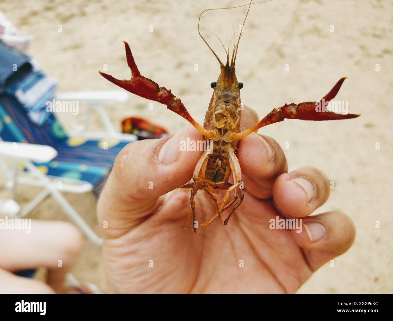 Macro shot of a crayfish on a person's hand Stock Photo - Alamy