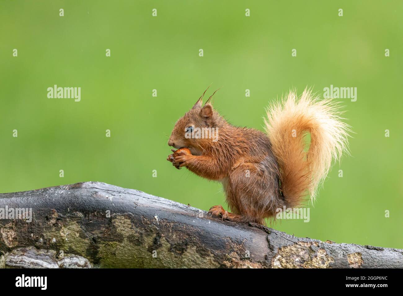Eurasian red squirrel (Sciurus vulgaris) in Scotland Stock Photo - Alamy