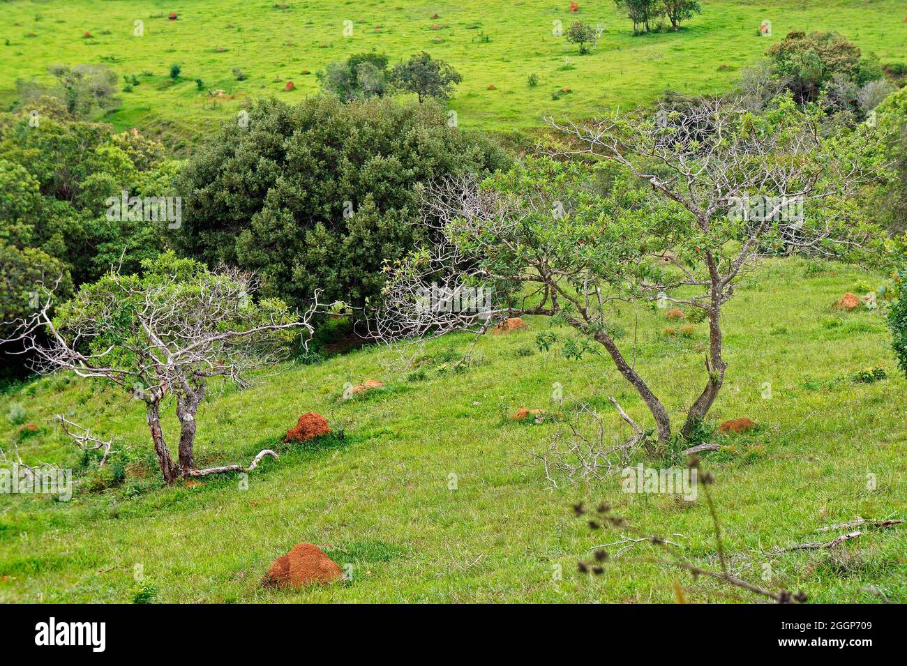 Brazilian countryside hi-res stock photography and images - Alamy