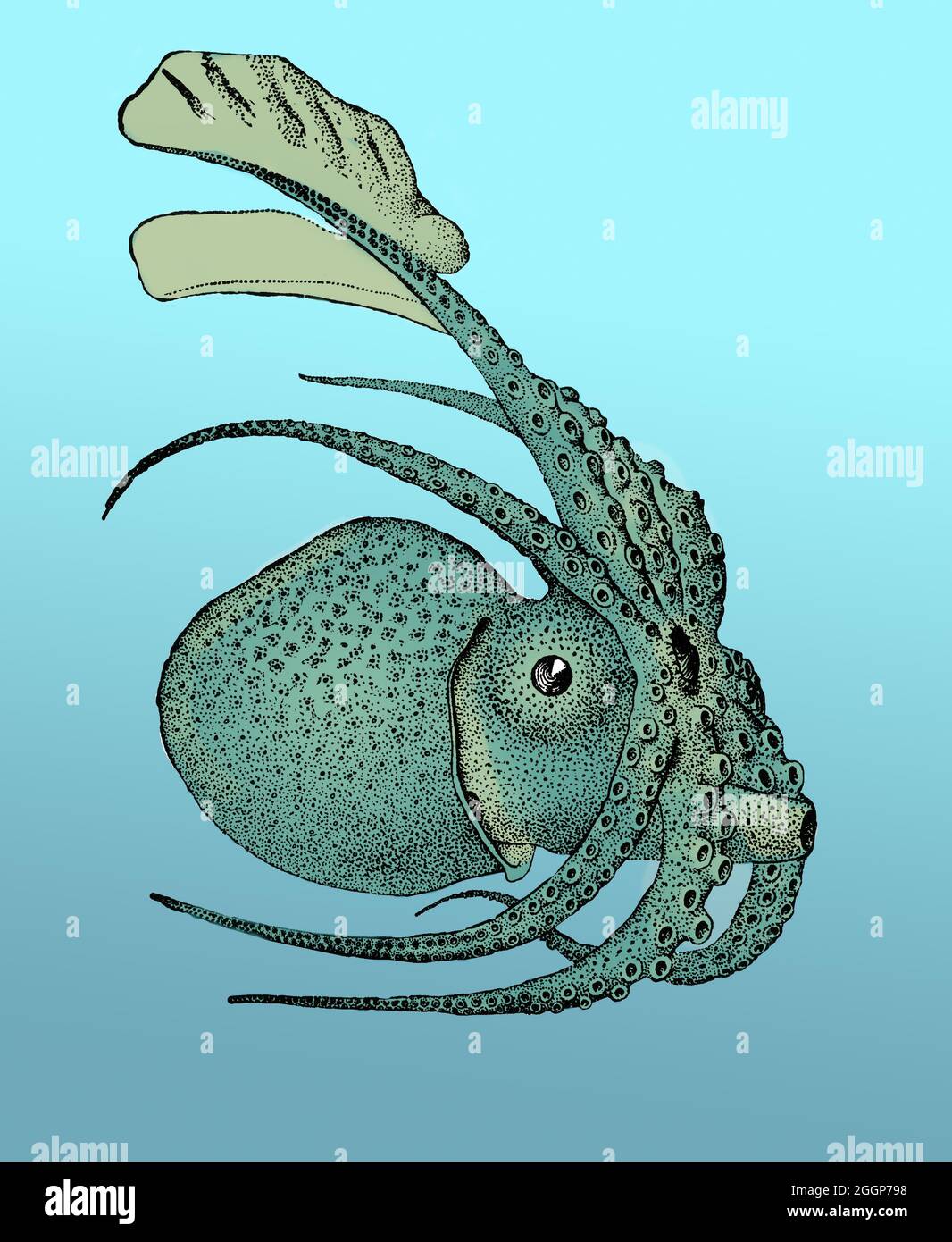 Argonauta High Resolution Stock Photography and Images - Alamy