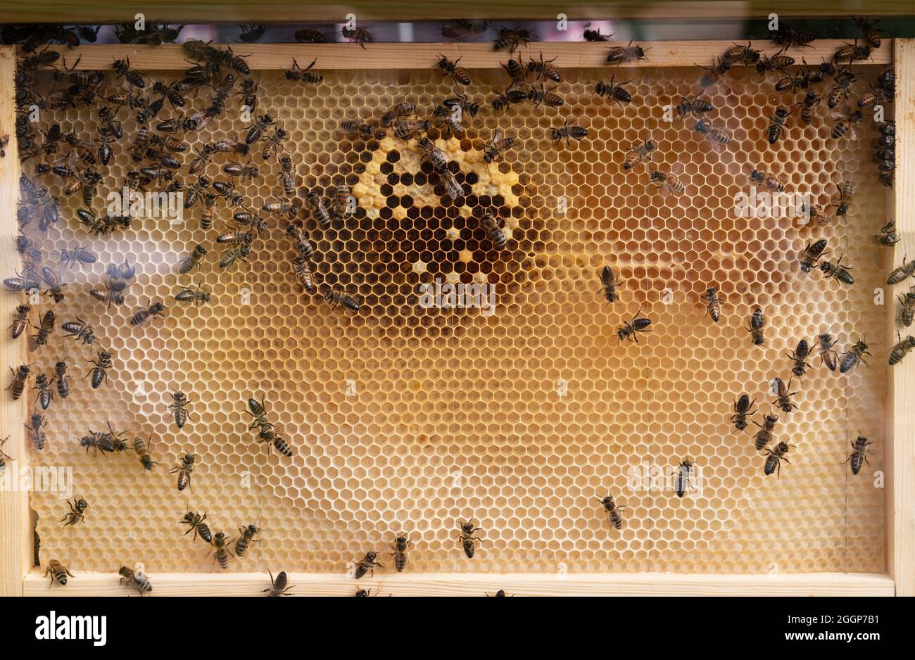 Beehive shape hi-res stock photography and images - Alamy