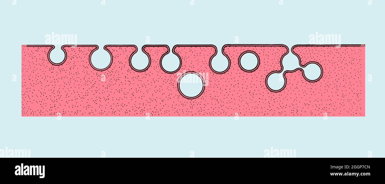 Cell endocytosis cytoplasm hi-res stock photography and images - Alamy