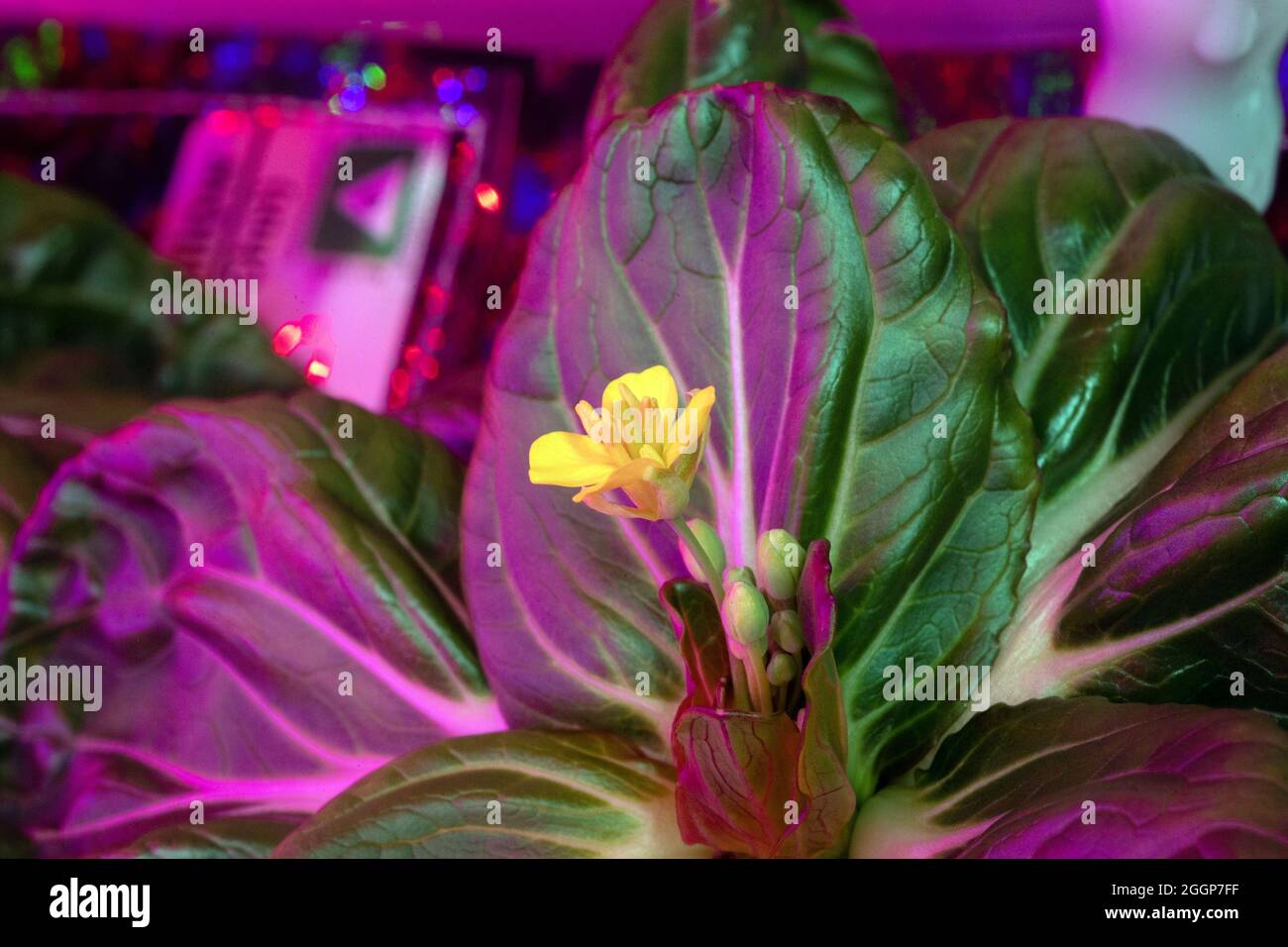 Extra Dwarf pak choi (bok choy) plants growing aboard the International ...