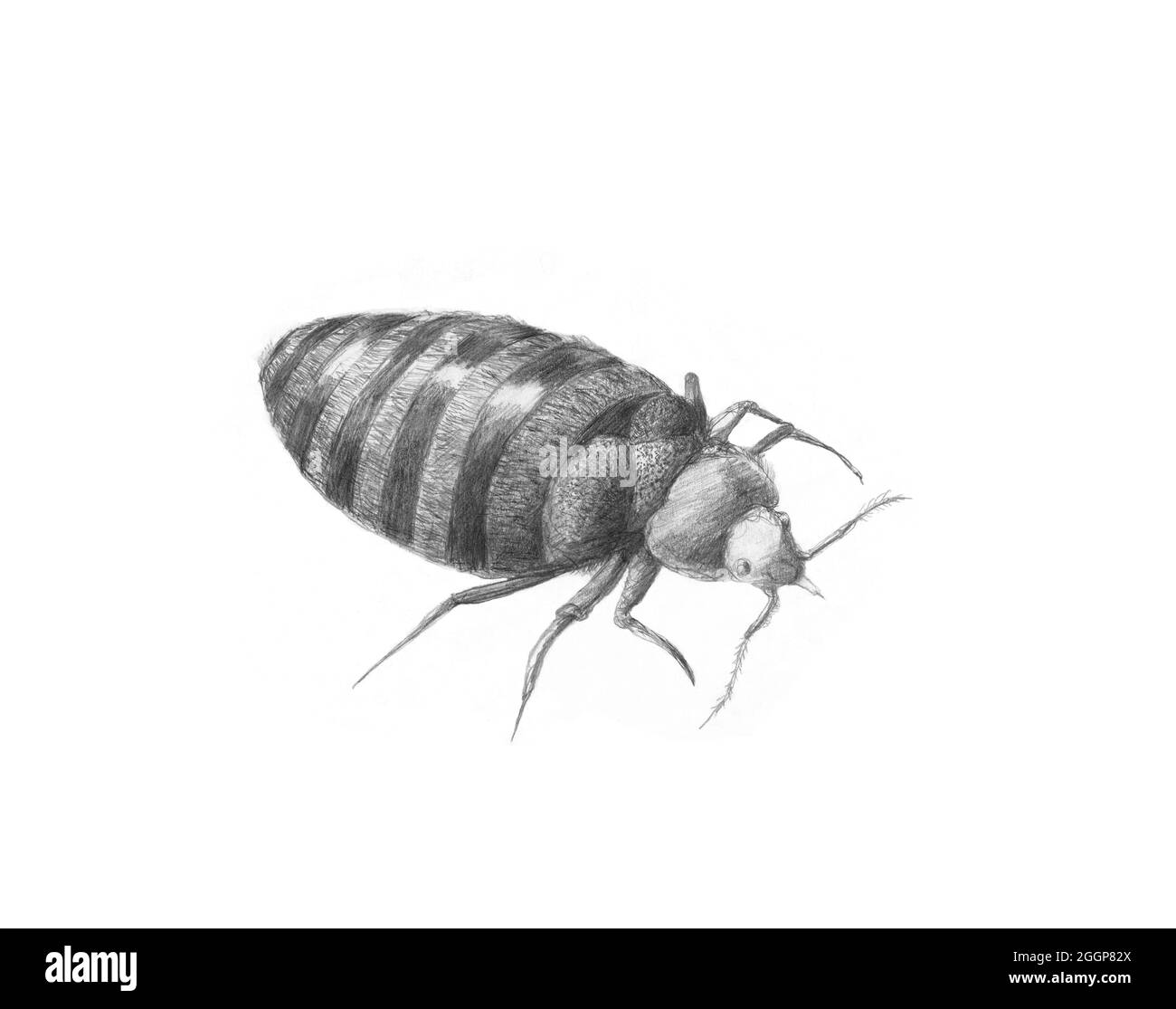 Bedbug (Cimex lectularius), illustration Stock Photo - Alamy