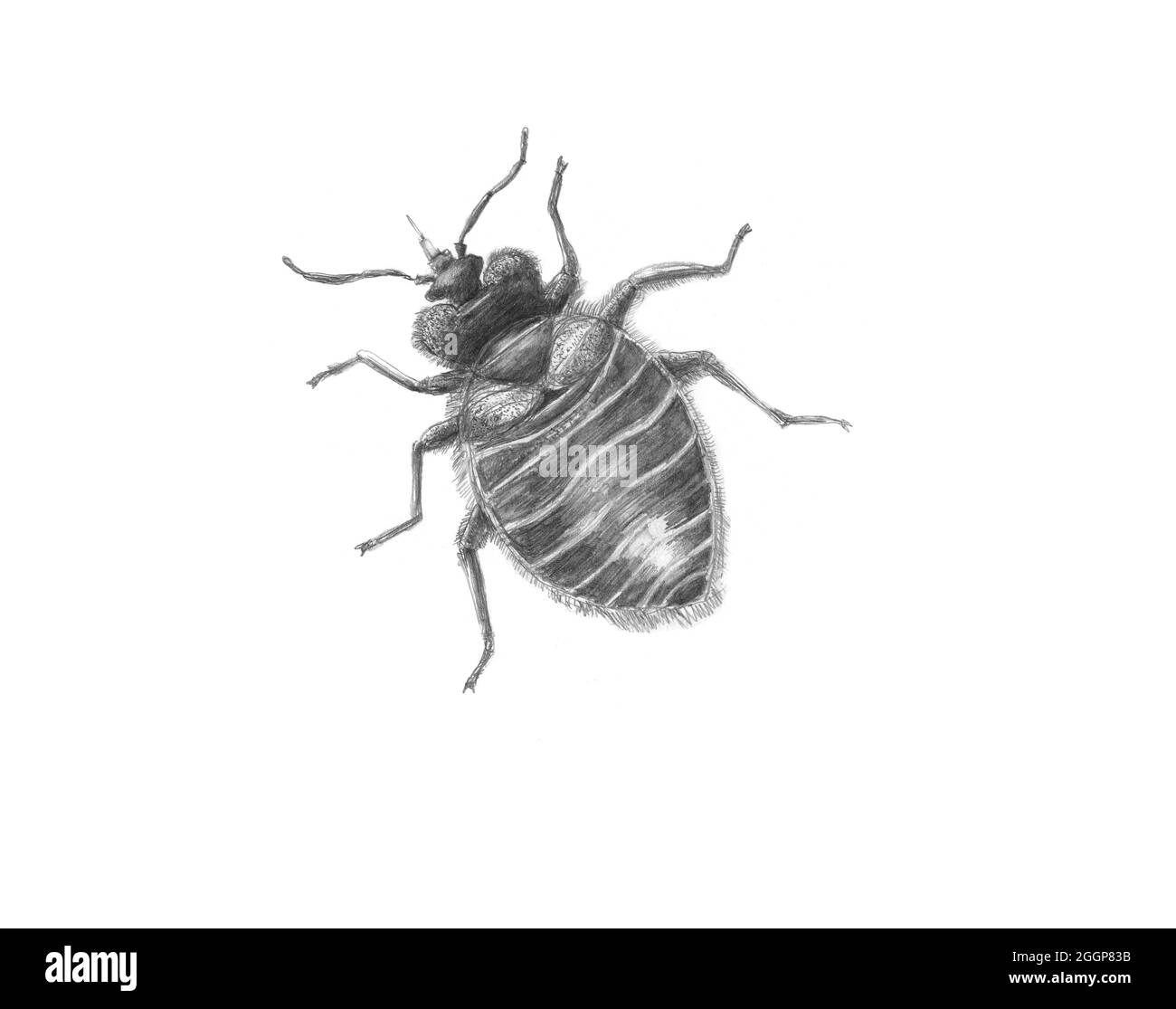 Bedbug (Cimex lectularius), illustration Stock Photo - Alamy