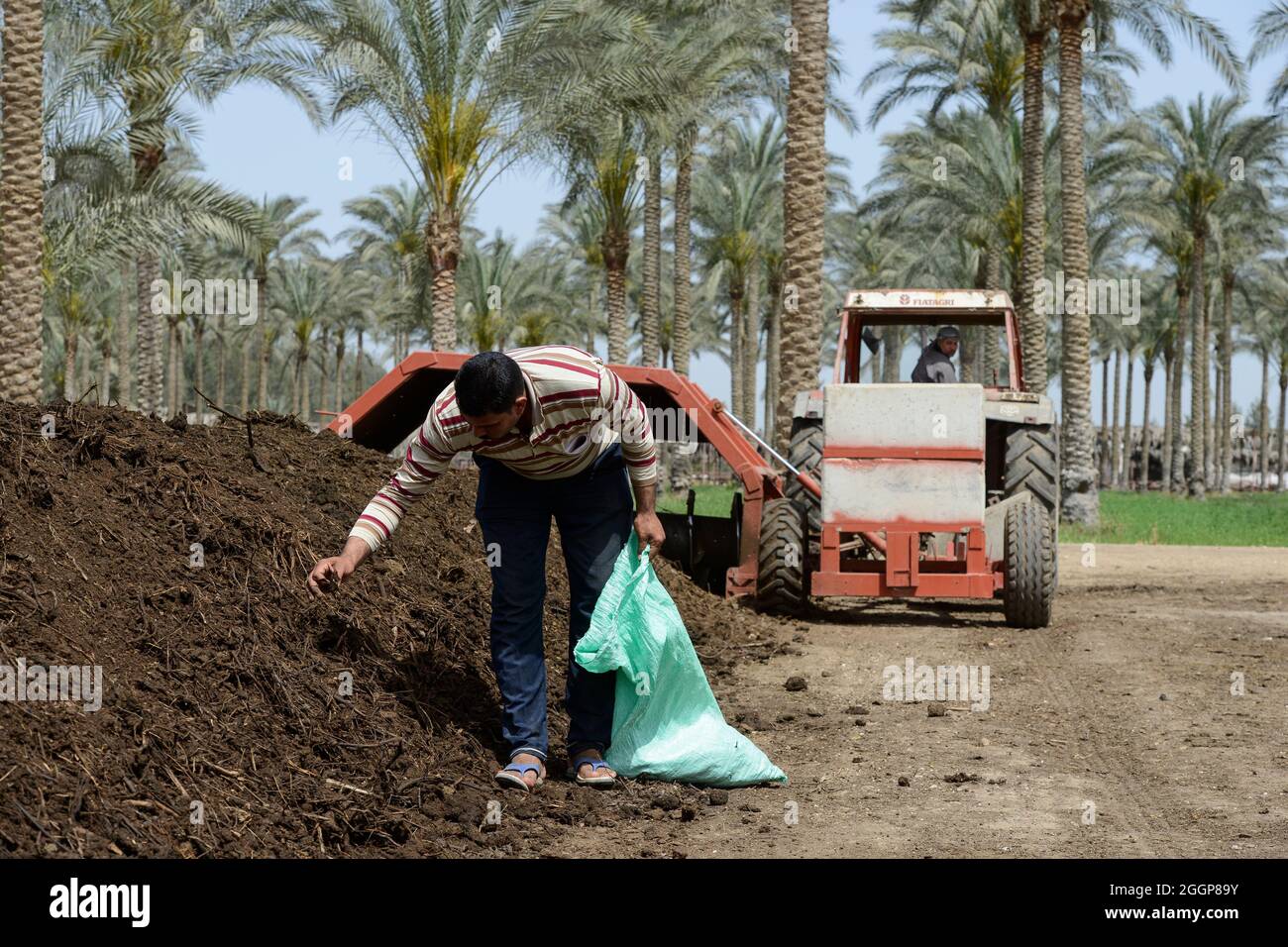 EGYPT, Bilbeis, Sekem organic farm, preparing of organic compost for ...
