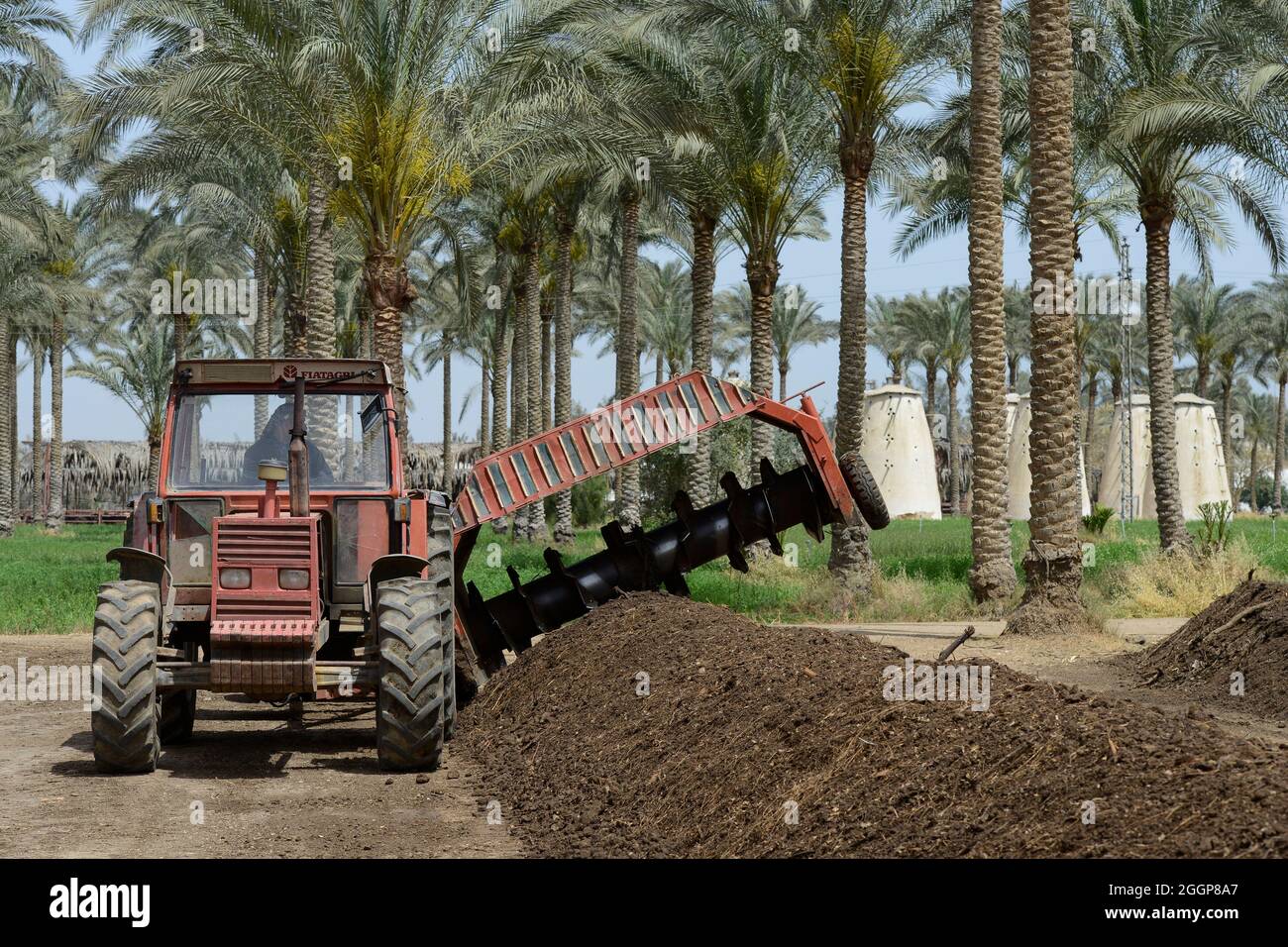 EGYPT, Bilbeis, Sekem organic farm, preparing of organic compost for ...