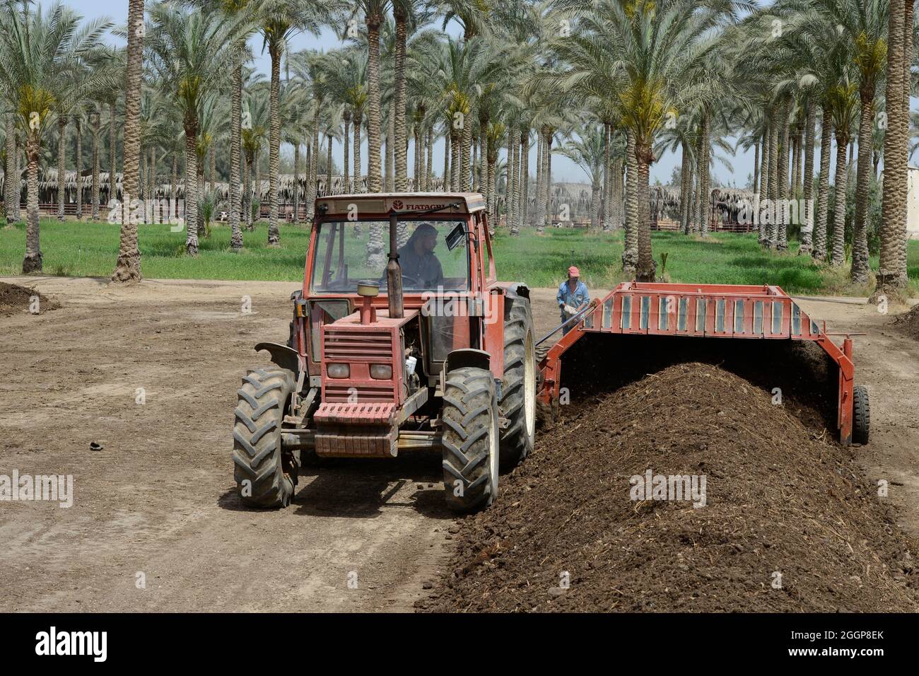 EGYPT, Bilbeis, Sekem organic farm, preparing of organic compost for ...
