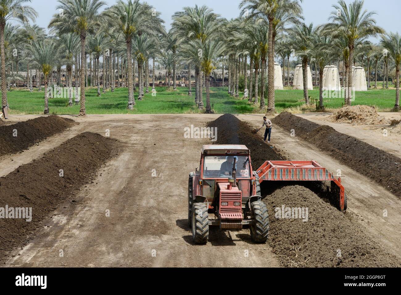 EGYPT, Bilbeis, Sekem organic farm, preparing of organic compost for ...