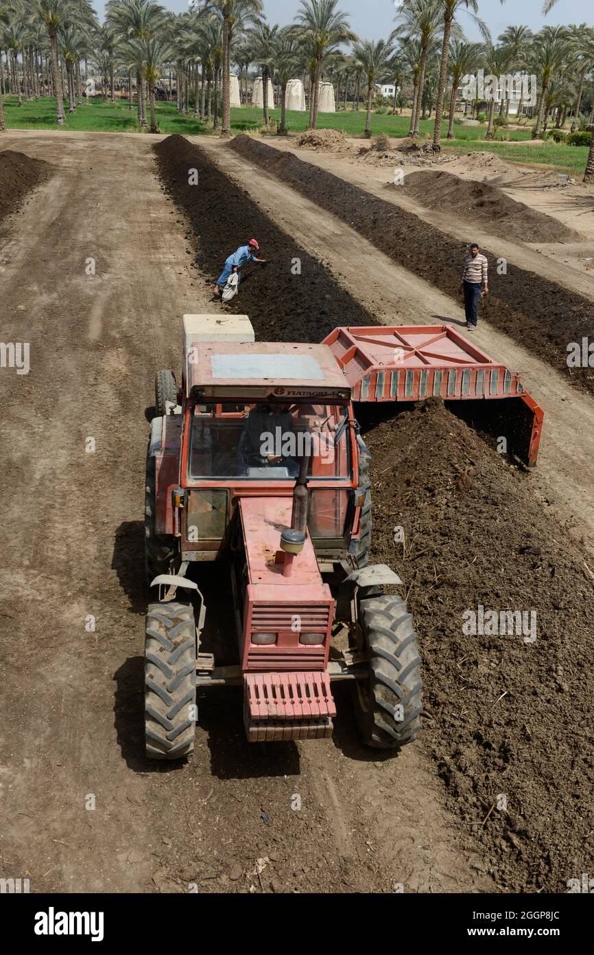 EGYPT, Bilbeis, Sekem organic farm, preparing of organic compost for ...