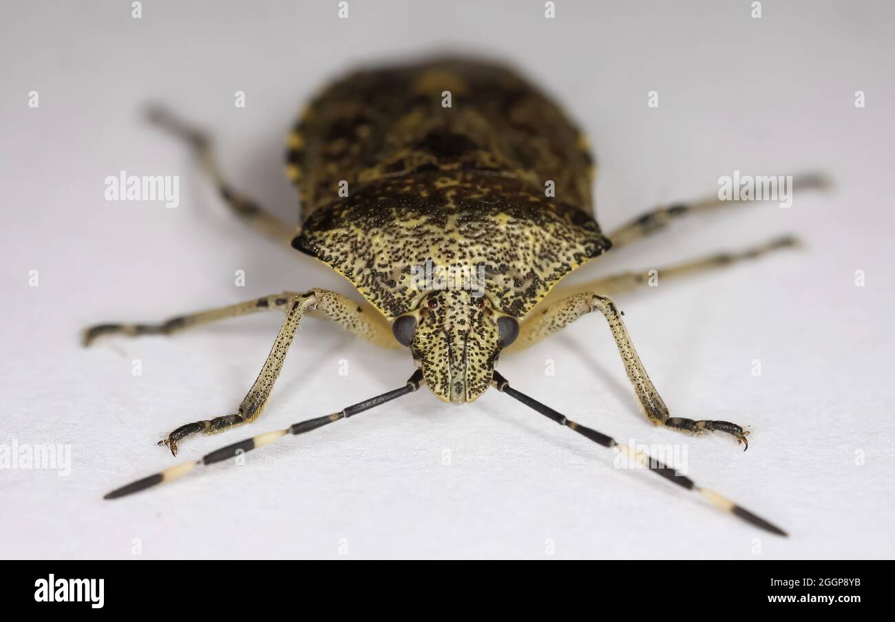 Makro closeup of one isolated mottled shieldbug (rhaphigaster nebulosa ...
