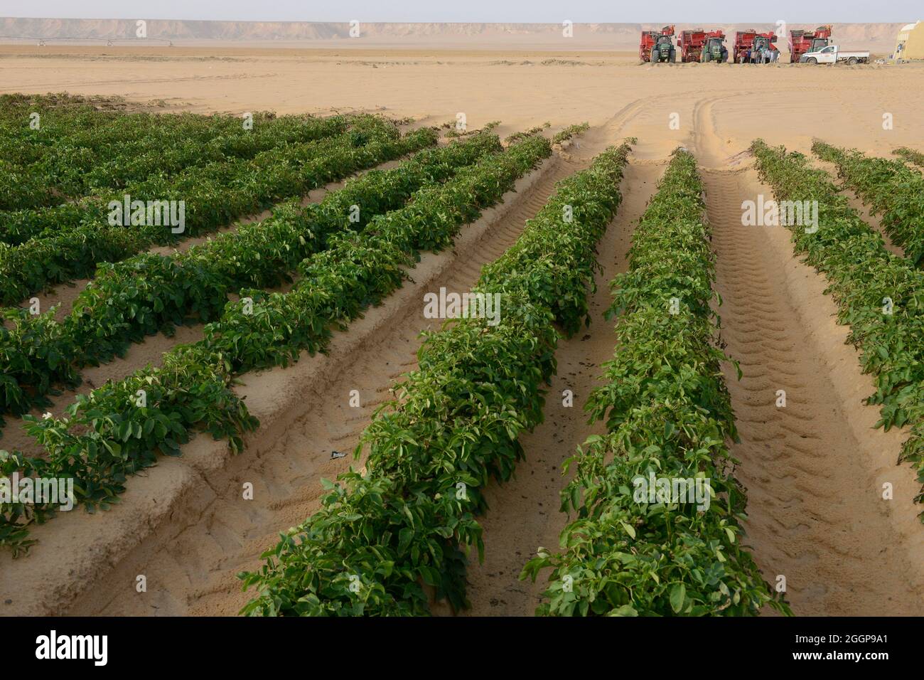 EGYPT, Farafra, potato farming in the desert, Daltex Corporation, the ...