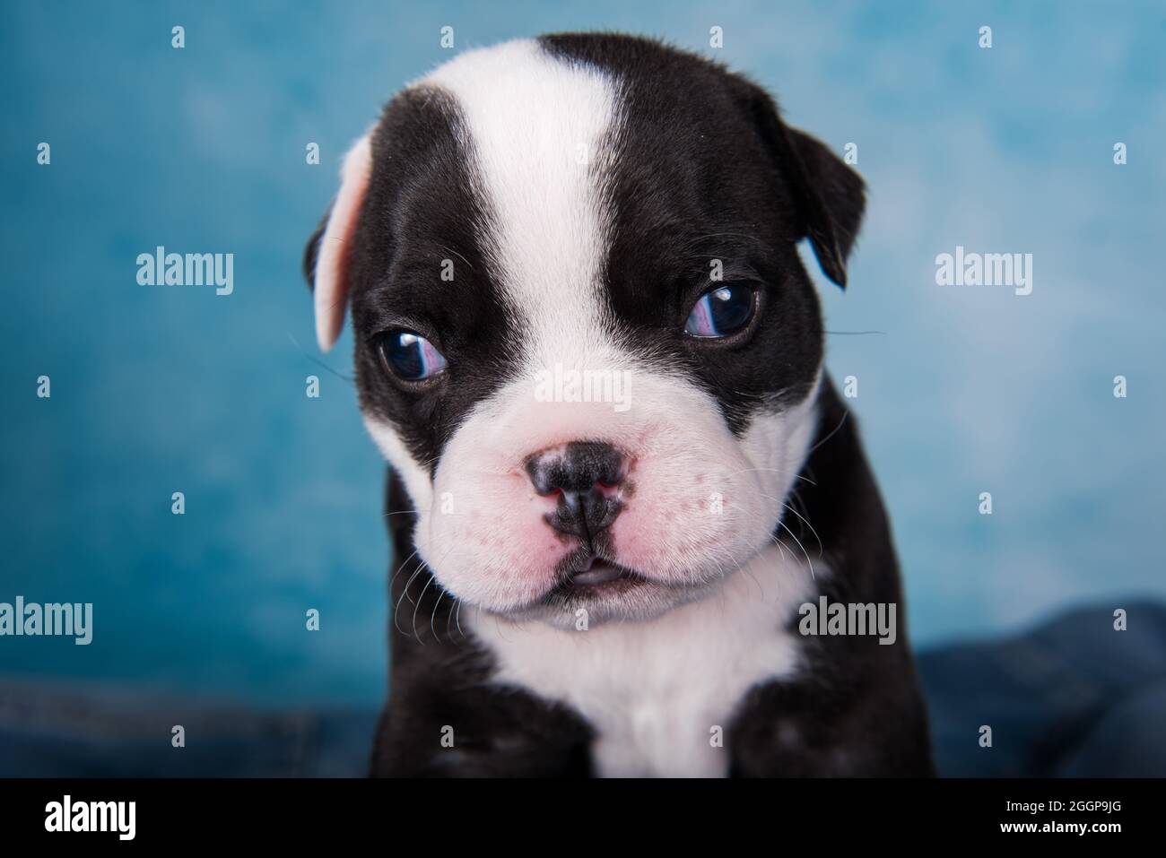 Funny American Bullies puppy on blue background Stock Photo - Alamy