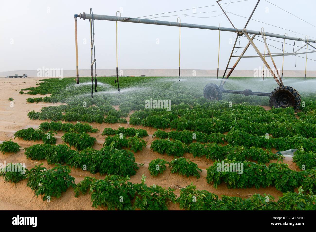 Sahara desert irrigation system hi-res stock photography and images - Alamy