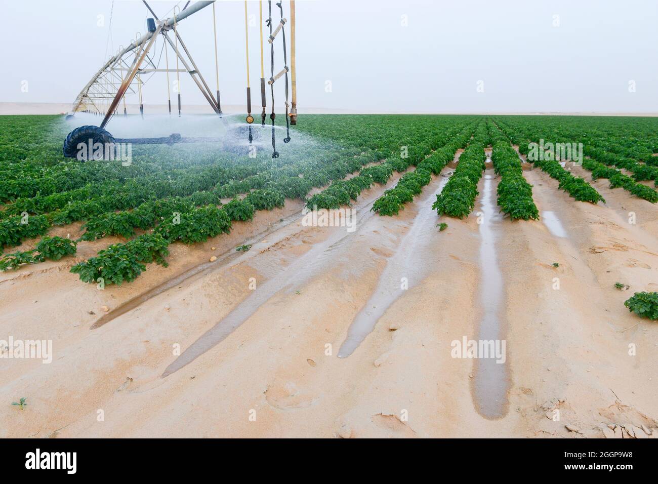 Sahara desert irrigation system hi-res stock photography and images - Alamy