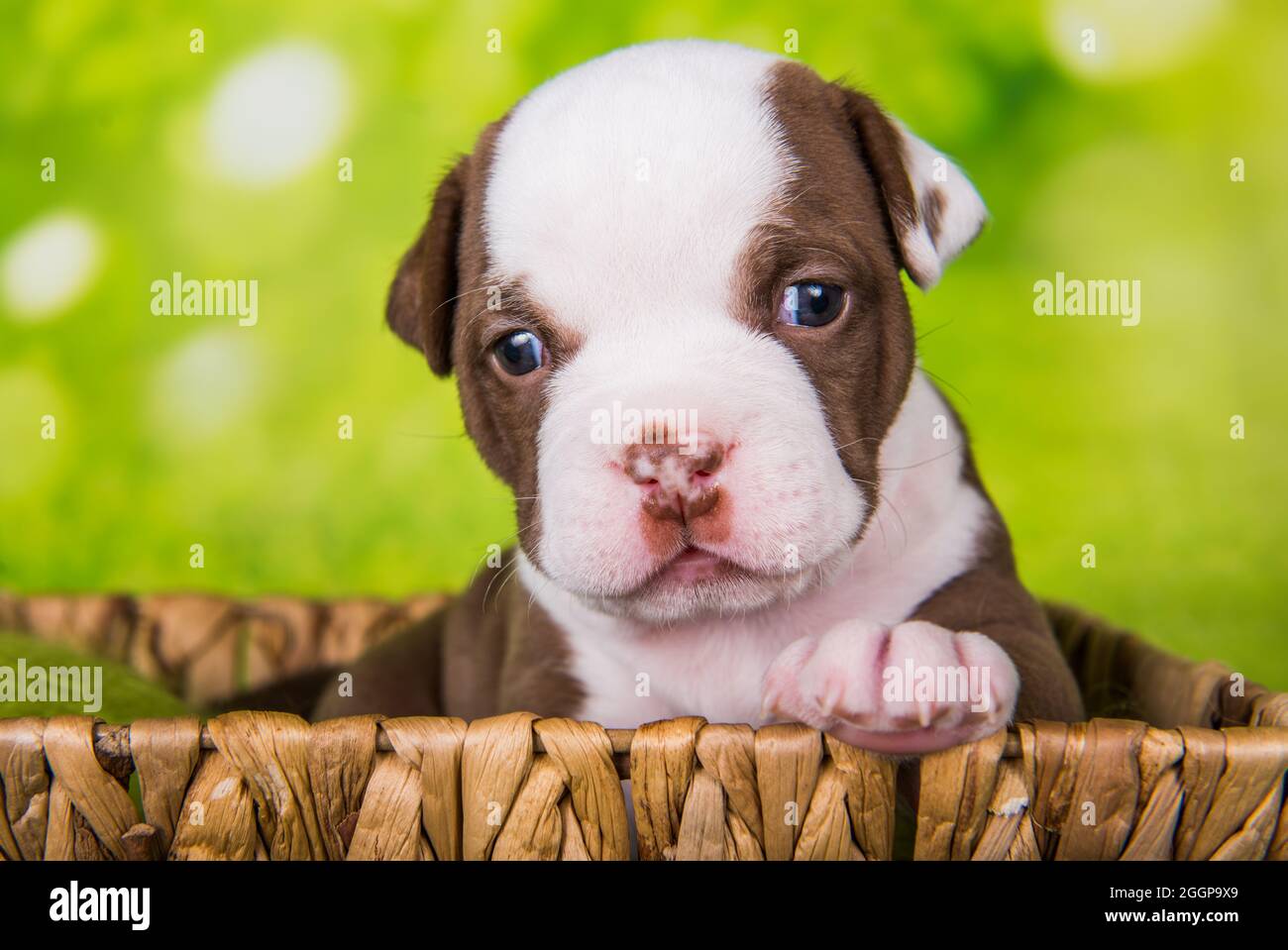 Funny American Bullies puppy is on basket Stock Photo - Alamy