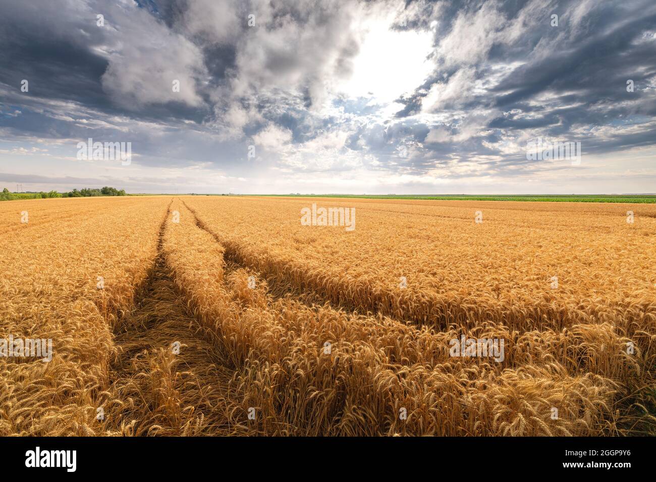 field of soybeans and wheat before sunset Stock Photo - Alamy