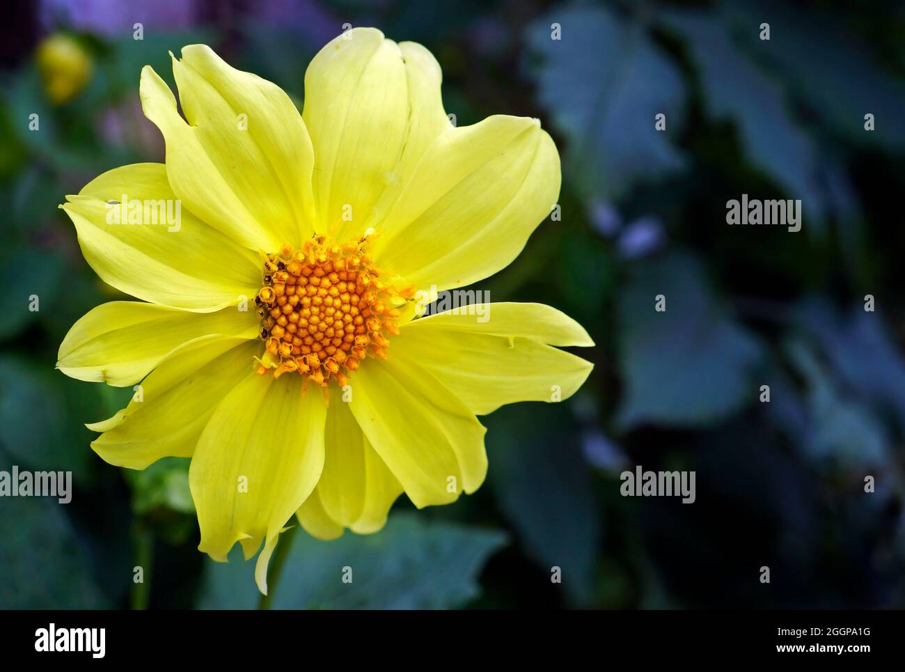 Yellow dahlia flower hi-res stock photography and images - Alamy