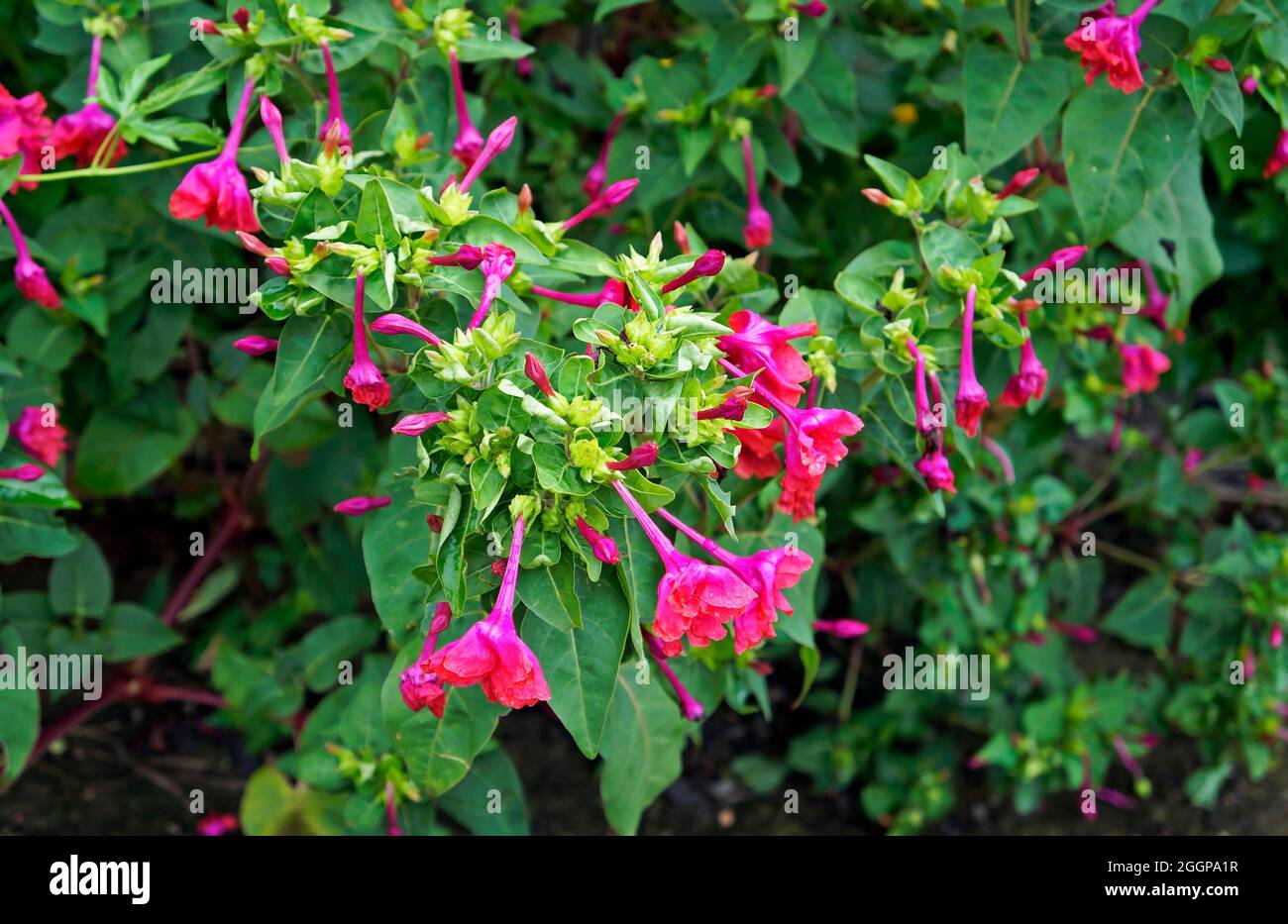 Marvel of Peru, Four o'clock flowers (Mirabilis jalapa Stock Photo - Alamy