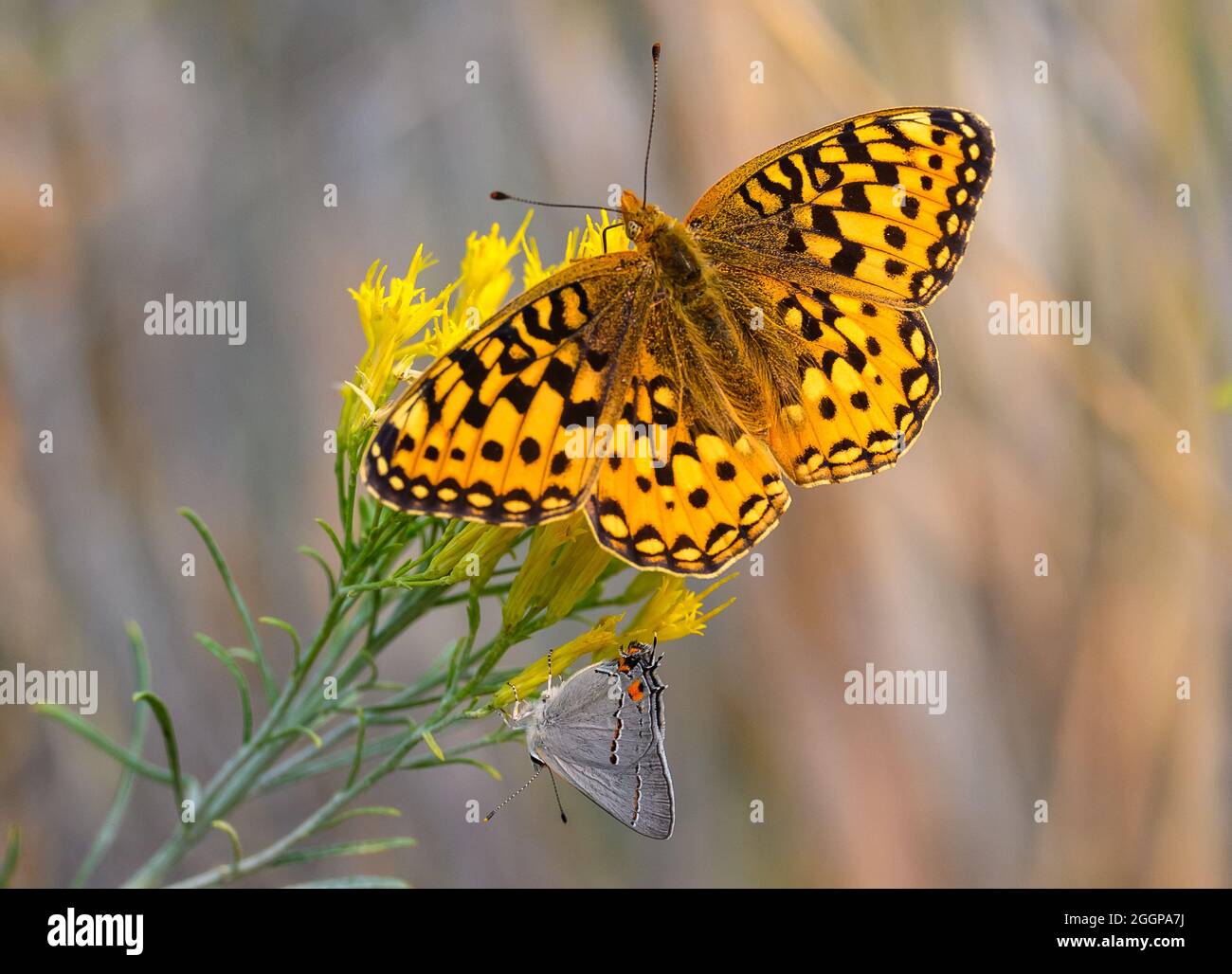 Yellow Zerene Fritillary butterfly (Speyeria zerene). Oregon,USA Stock ...